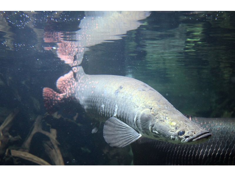 Techniken zum Angel des Arapaima | Angelsport im Amazonasgebiet