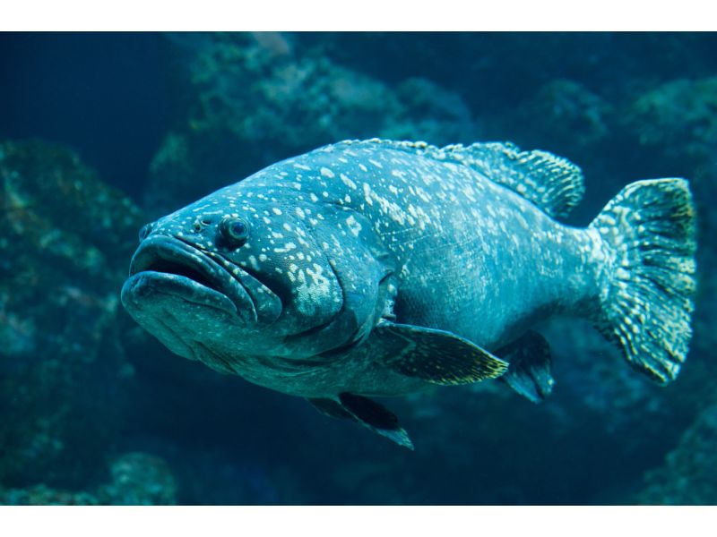 Techniken von Angel des Zackenbarsches | Angel sportlicher Umgang mit ...