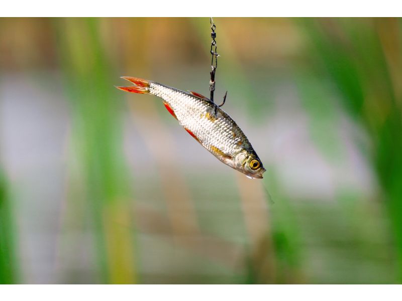 Exotischer Fischfang | Lebendfischen